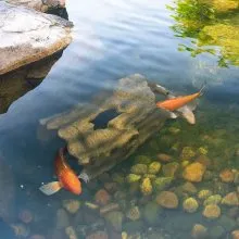 Predator Control | Koi Pond Decoy | Heron and Alligator Decoy