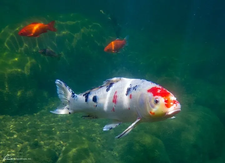 Koi Pond Stocking: How Many Fish Is Too Many? - Aquascape, Inc.