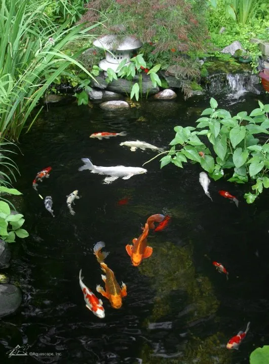 Koi Pond Stocking: How Many Fish Is Too Many? – Aquascape Knowledge Base