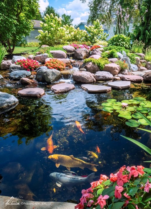 Koi Pond Stocking: How Many Fish Is Too Many? - Aquascape, Inc.