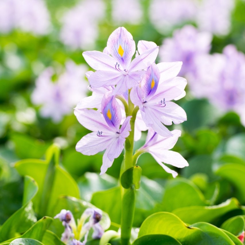 Water Hyacinth Most Popular Pond Plant Water Hyacinth Plant POND