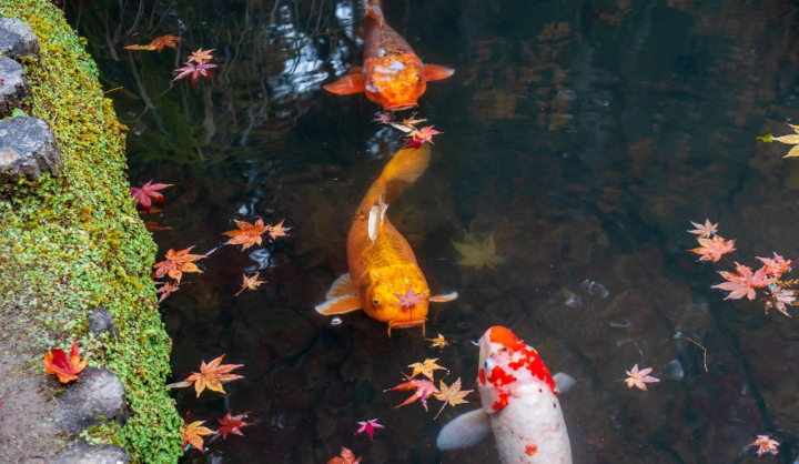 Our Complete List of Best Tips for Fall Pond Care - Aquascape, Inc.