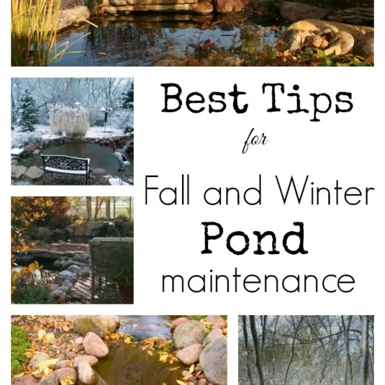 Why Is My Pond Water Brown? - Aquascape, Inc. Why Is My Pond Water Brown? - Aquascape, Inc.