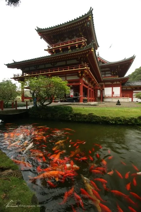 How Koi Fish Transform Backyard Ponds | Koi Fish Basics