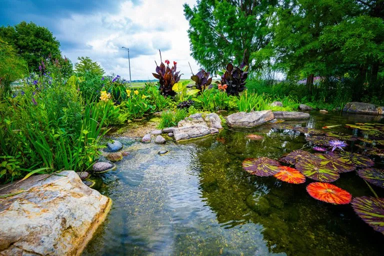 Wetland and Bog Filters | Aquascape Wetland Filtration System