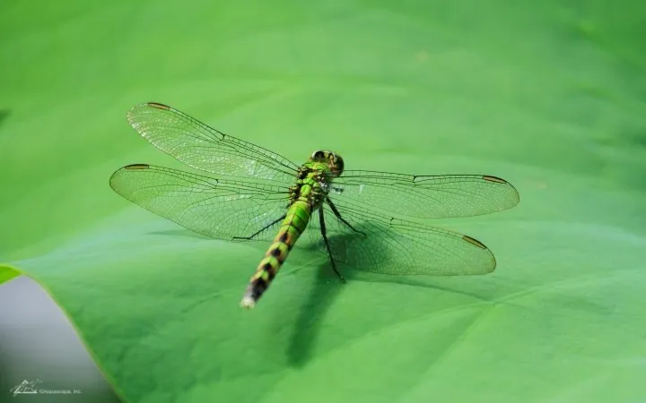Dragonflies: Amazing Acrobats And Best Backyard Pond Guardians ...
