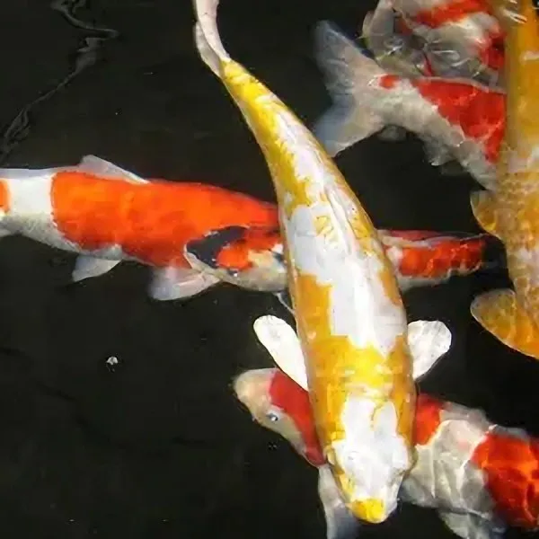 Hariwake Koi, Identify Common Koi Fish | Selecting Pond Fish