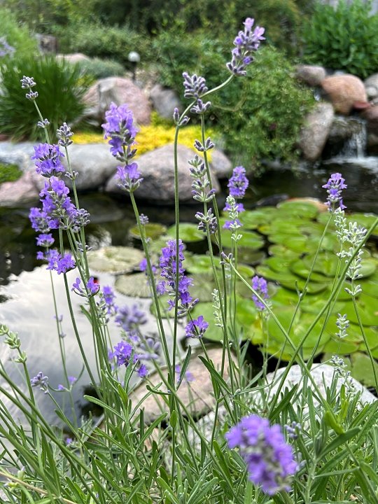 The Secret to Creating a Low Maintenance Pond - Aquascape, Inc.