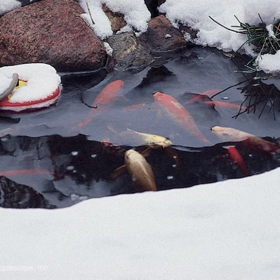 Why Is My Pond Water Brown? - Aquascape, Inc. Why Is My Pond Water Brown? - Aquascape, Inc.